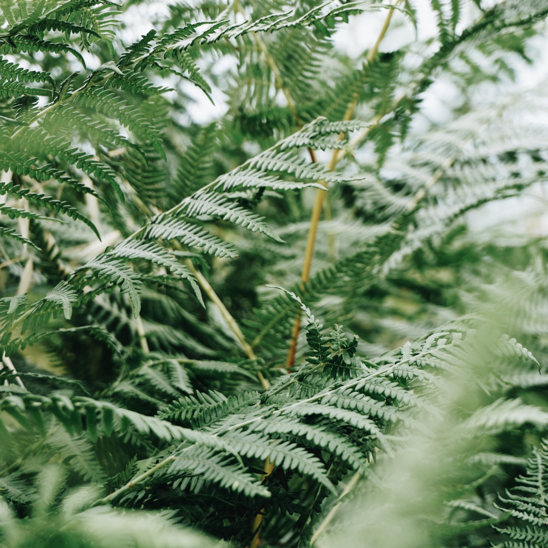 Wild Ferns Story – Wild Ferns Australia